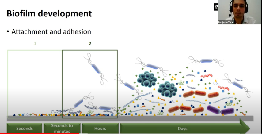 Understanding Natural Biofilm Development In Marine Environments‚ A ...